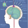 Neuro-Marketing: Bridging the Gap Between Brain Science and Brand ...